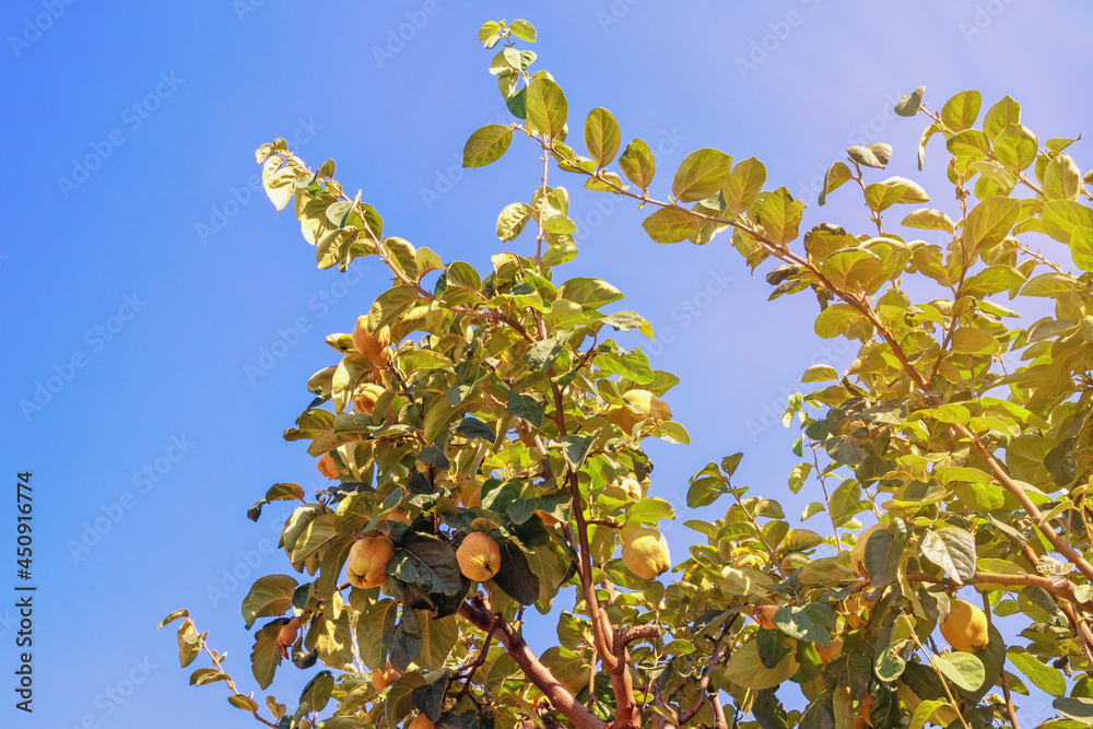 Branches of quince tree with leaves and fruit at different stages of ...