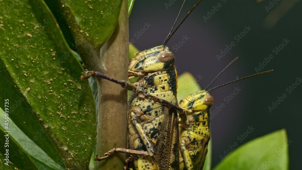 The locust on the branches looks in harmony with the color of the ...