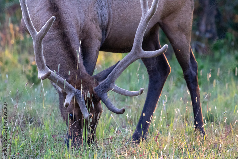 red bull elk Stock Photo | Adobe Stock