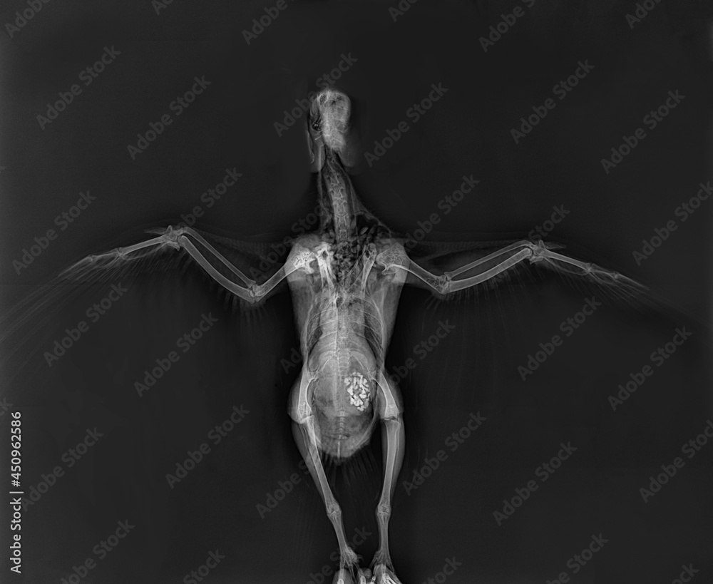Bird x-ray. Pigeon x-ray, animal veterinary radiography Stock Photo ...