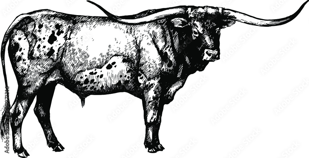 longhorn cow bull graphic vector illustration Stock Vector | Adobe Stock