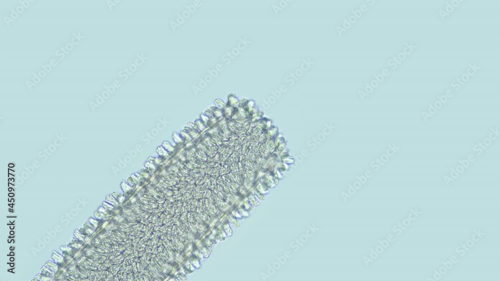 Proboscis of the worm Nemertea Prostoma sp. under a microscope from the ...