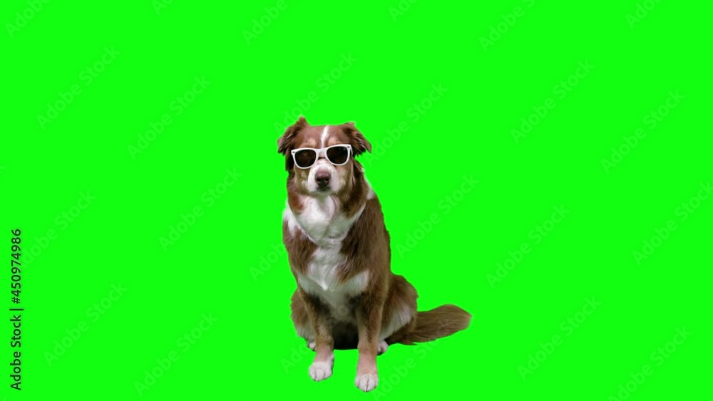 fury dog sitting frontal with white sunglasses, green screen background ...