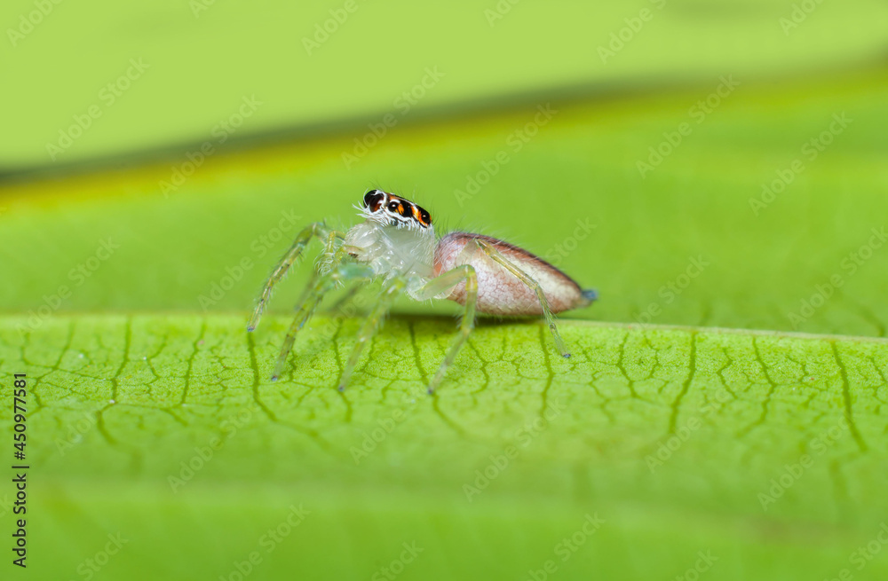 A walk in the park reveals amazing insects and bugs through the lens of ...