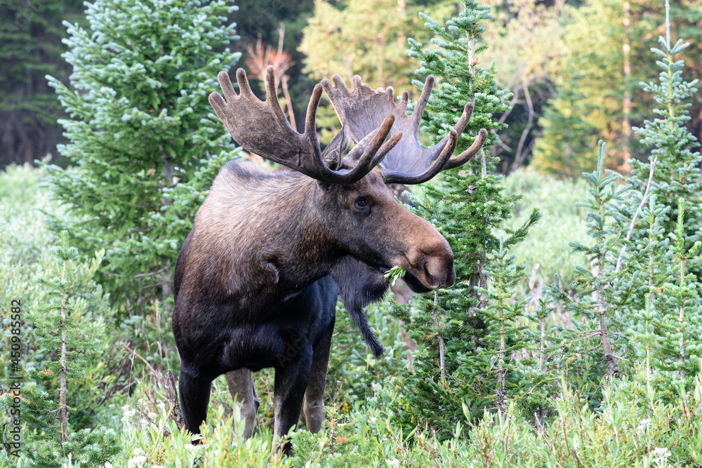 Moose in the Colorado Rocky Mountains Stock Photo | Adobe Stock