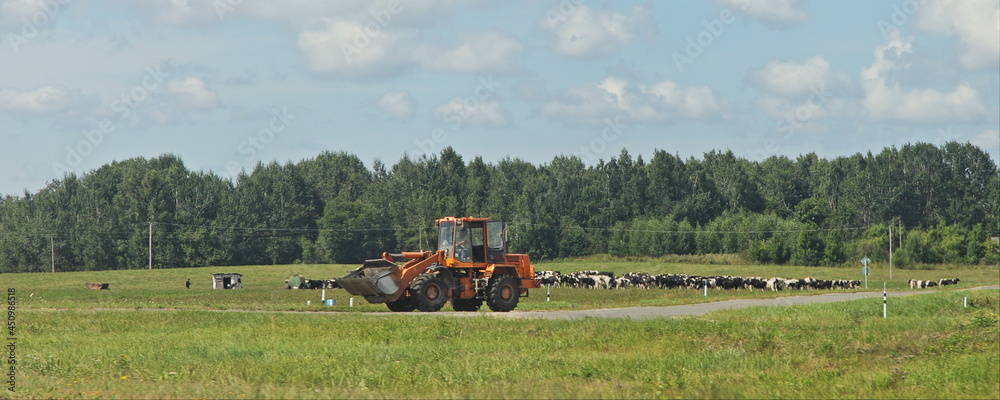 Wheeled tractor on green field with cows herd on blue sky and forest ...