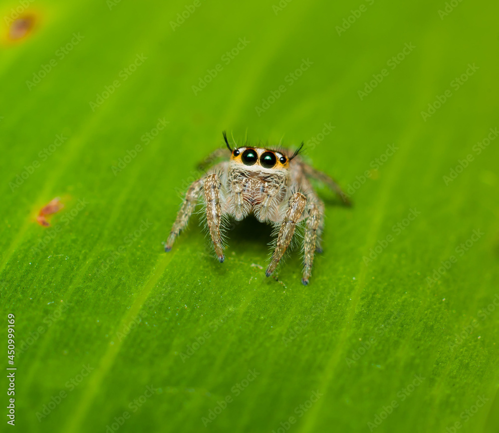 Jumping spiders make up the largest family of spiders. Baby Jumping ...