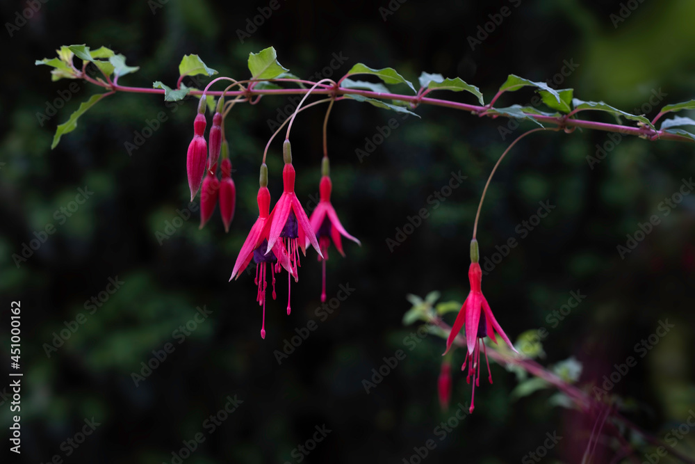 Twig with some dainty red-purple hanging Fuchsia flowers in full bloom. Blurred dark green ...