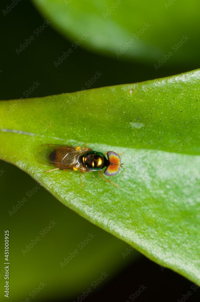 Macro photography of insects, bugs and critters. Up-Close with Nature ...