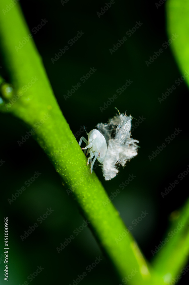 Macro photography of insects, bugs and critters. Up-Close with Nature ...
