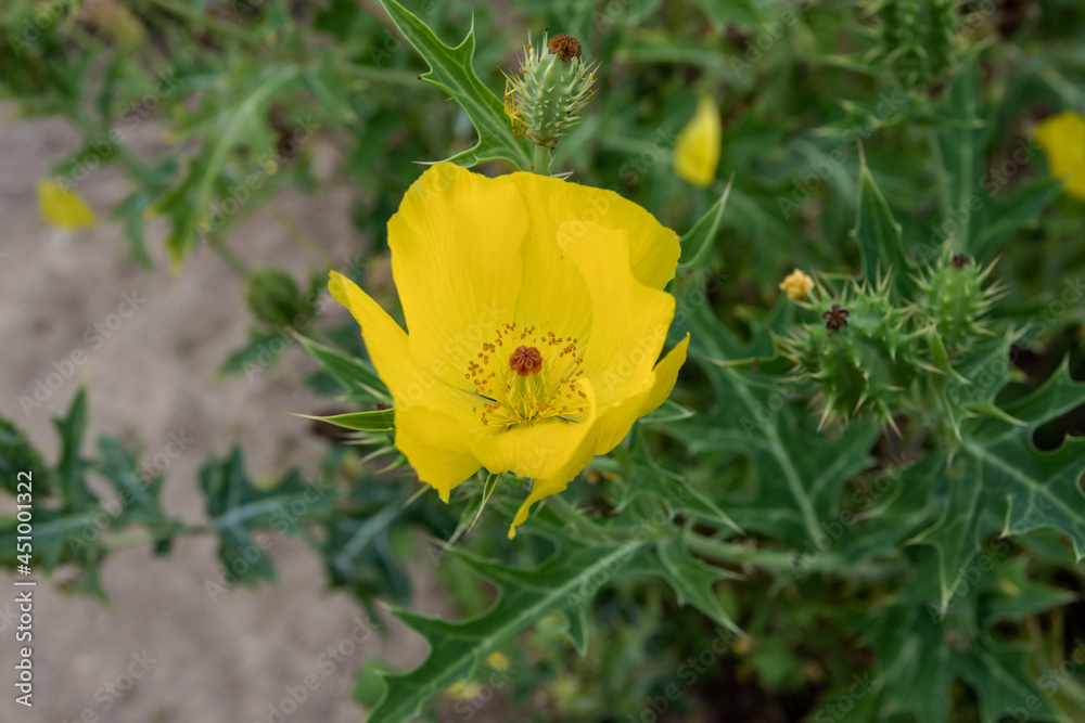 Mexican poppy or Argemone mexicana bright yellow flowers and prickly ...