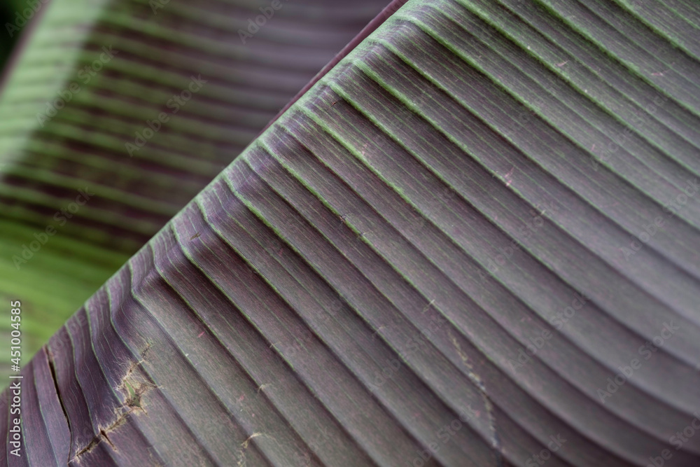 Abstract shaped green and red wavy ridges on a banana leaf, Ensete ...