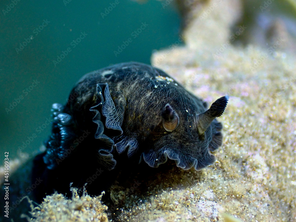 Black Doris Stock Photo | Adobe Stock