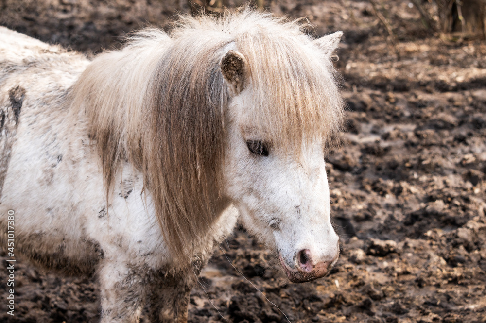 white dirty pony with a mane in the corral at the farm. little cute ...