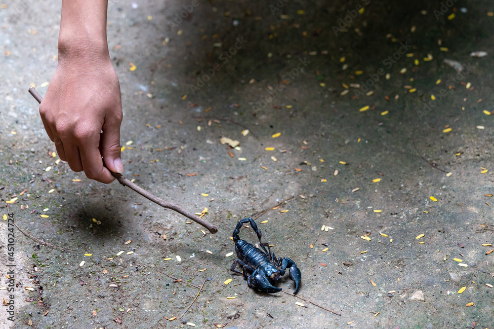 selective focus A big black scorpion and a mischievous boy's hand use a ...