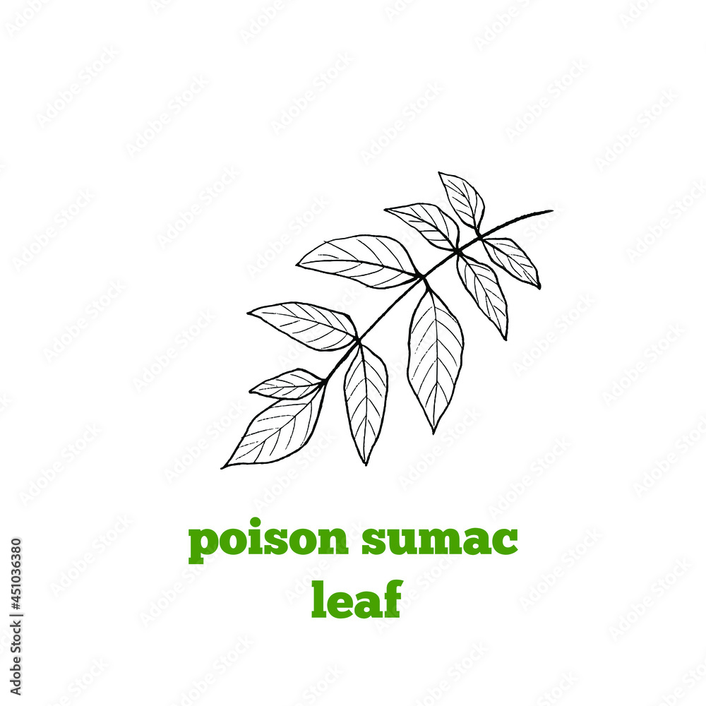 Hand drawing of leaf toxic poisonous plant Poison sumac in vintage ...