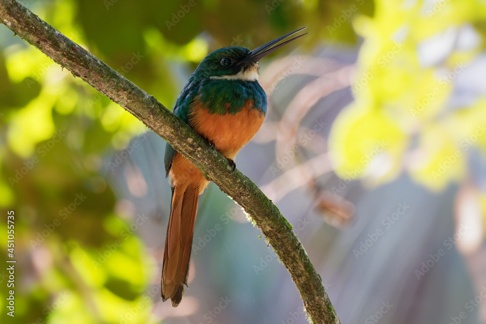 Rufous-tailed jacamar - Galbula ruficauda near-passerine bird breeds in ...