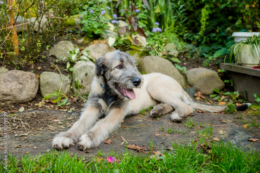 Irish Wolfhound lying on the green grass. Portrait of a dog breed Irish ...