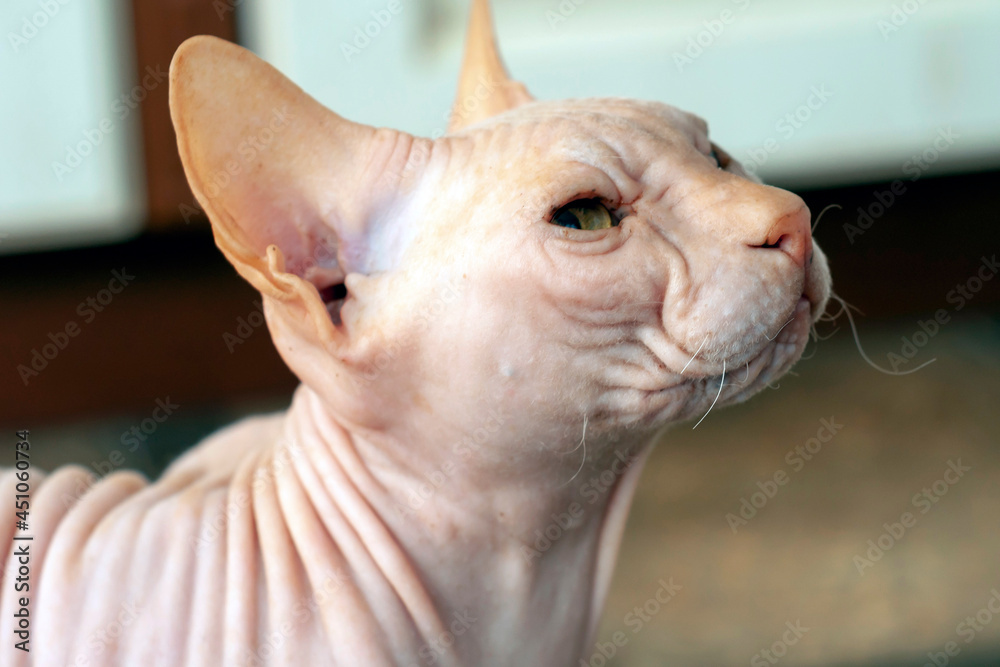 Foto de Close-up of a white bald cat without hair, a purebred breed of ...