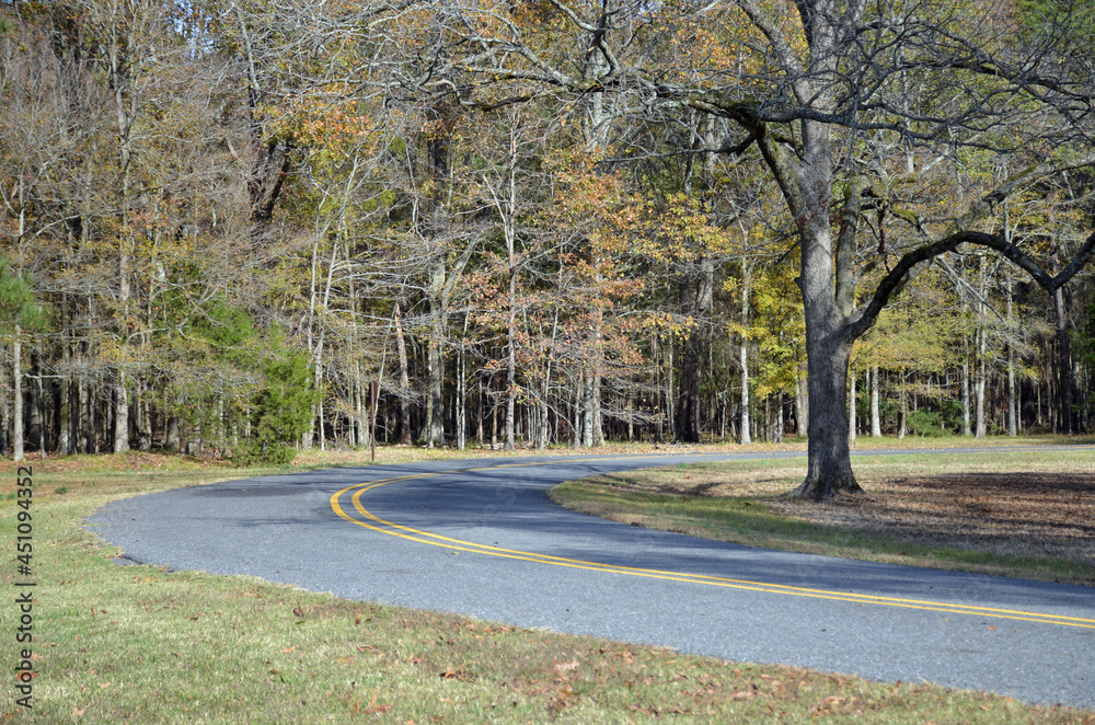 Stockfoto Winding two-lane road through partially bare trees | Adobe Stock