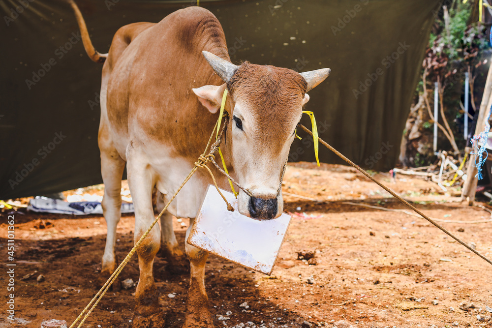 Muslim tradition sacrificial animal cow for qurban Eid-al-Adha Stock ...