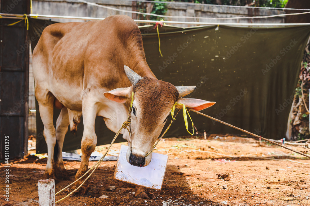 Muslim tradition sacrificial animal cow for qurban Eid-al-Adha Stock ...