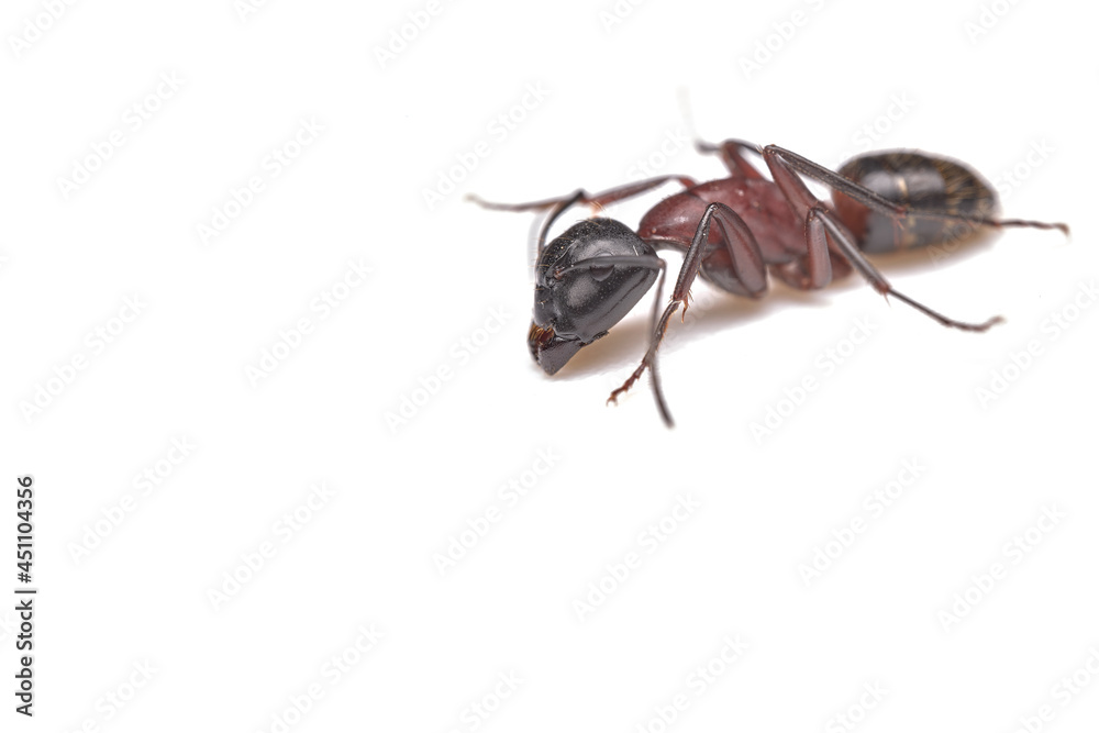 Red imported fire ant, RIFA isolated on white background, selective ...