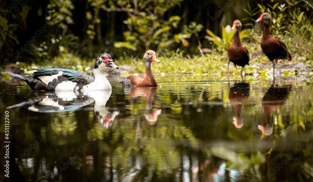 ave, pato, animal, naturaleza, ganso, acuático, fauna, pico, lago ...