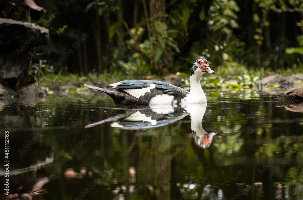 ave, pato, animal, naturaleza, ganso, acuático, fauna, pico, lago ...