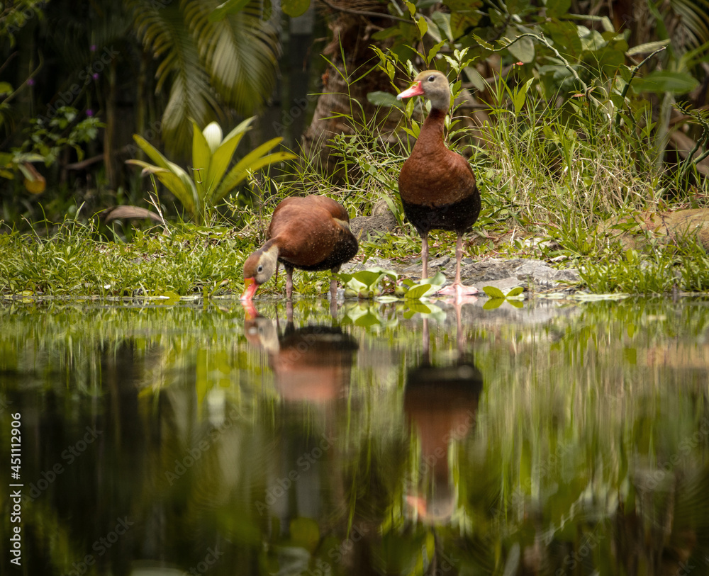 ave, pato, animal, naturaleza, ganso, acuático, fauna, pico, lago ...