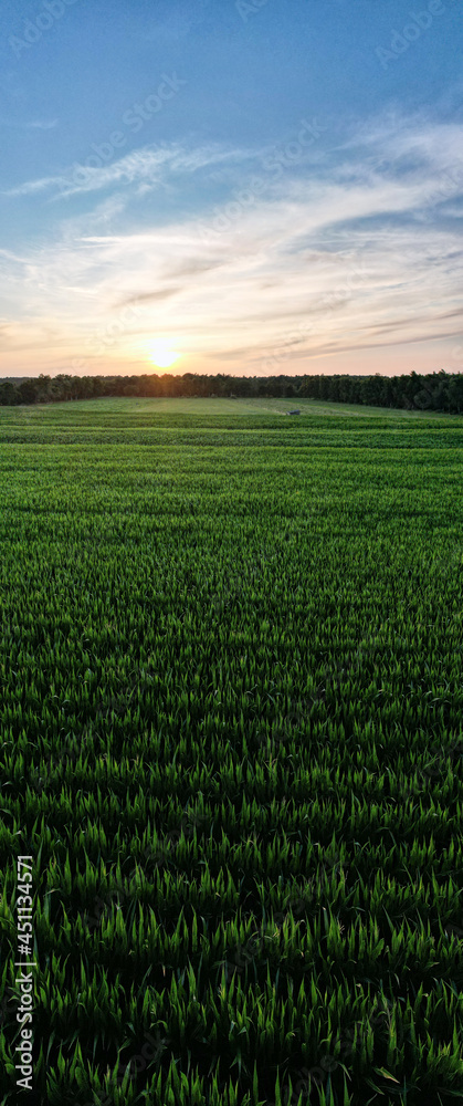 Aerial panoramic view taken by a drone of a Corn field agriculture ...