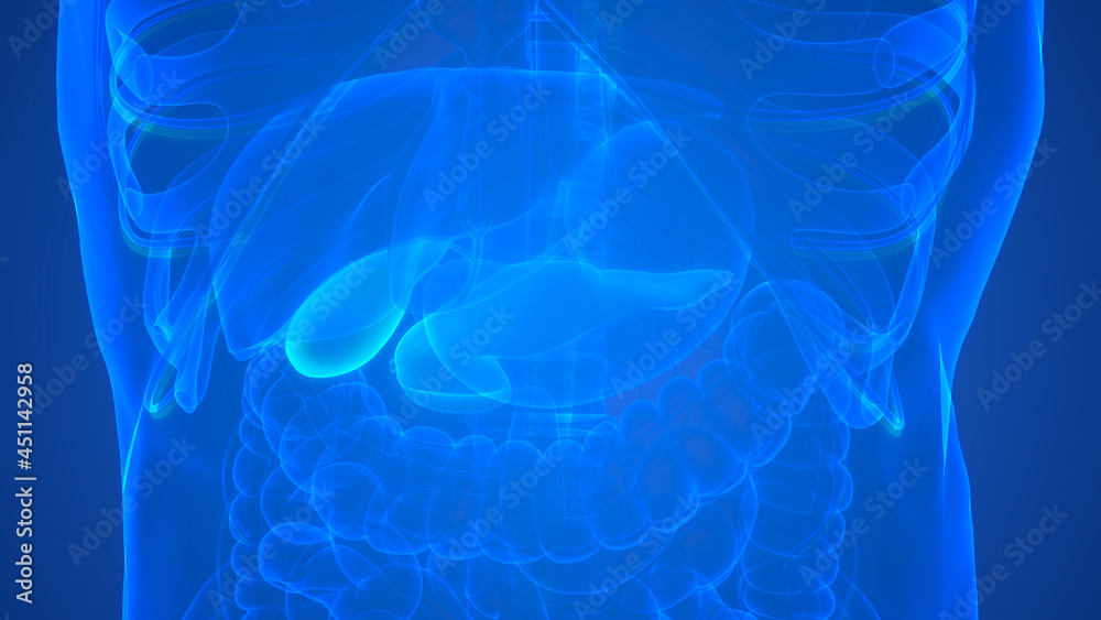 Human Internal Organs Pancreas with Gallbladder Anatomy Stock ...