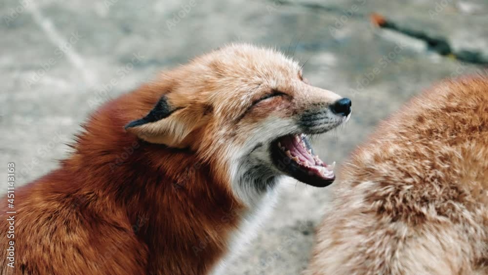 Vidéo Stock Macro Of Japanese Red Fox Howling During Daytime In Zao Fox ...