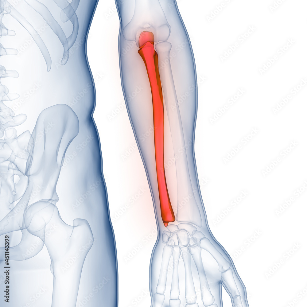 Human Skeleton System Ulna Bone Joints Anatomy Stock Illustration ...