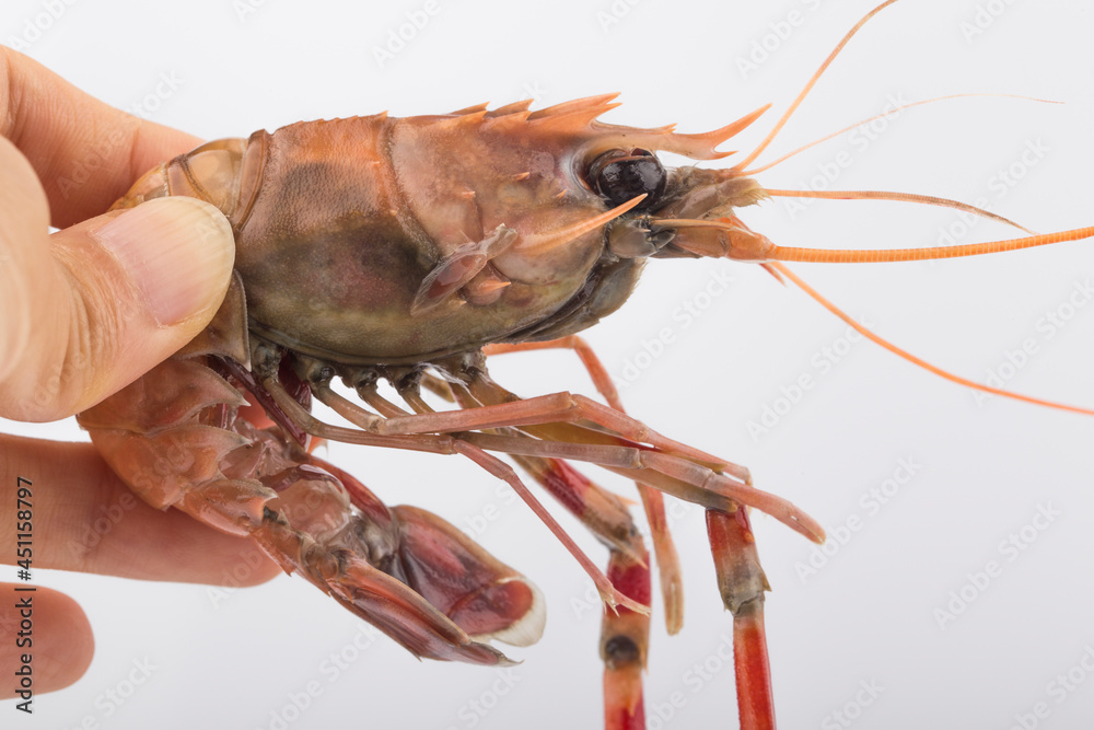 Red banded lobster photo with white background. Stock Photo | Adobe Stock