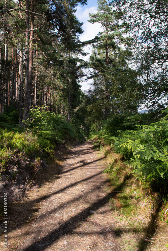 Trail in Tay Forest Park in Scotland. Tree shadows along paths. Carie ...