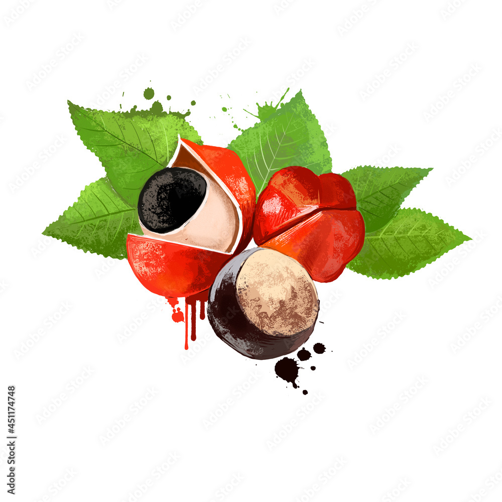 Guarana fruit isolated on white background. Paullinia cupana, climbing ...