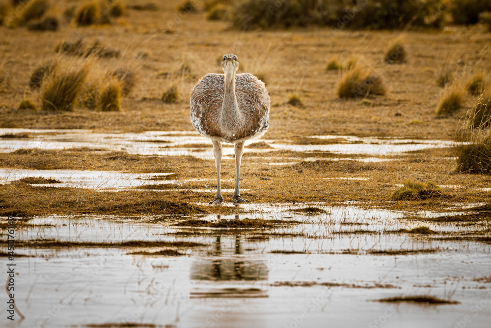 Darwin's Rhea (Rhea pennata) rhea drinking from a water puddle on the ...