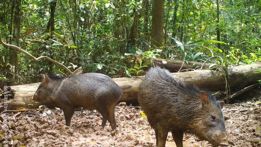 wild animal in the rainforest . peccary in the jungle Stock Video ...