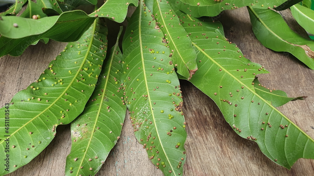 The globular eggs of Erosomyia mangiferae often trap under mango leaves ...