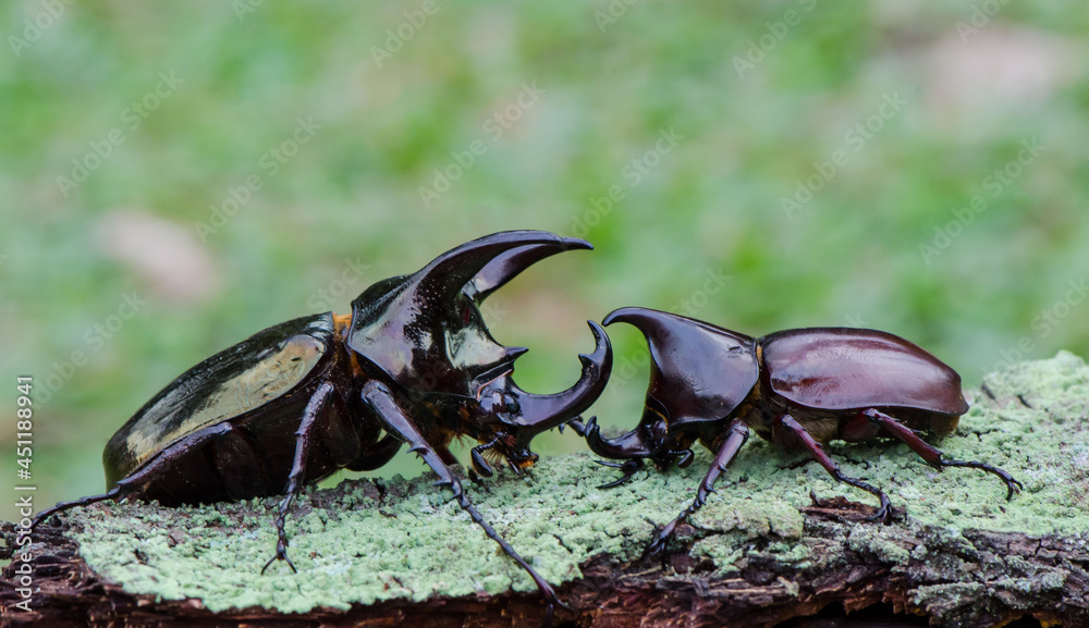 Rhinoceros beetle belonging to the scarabaeidae family in tropical asia ...