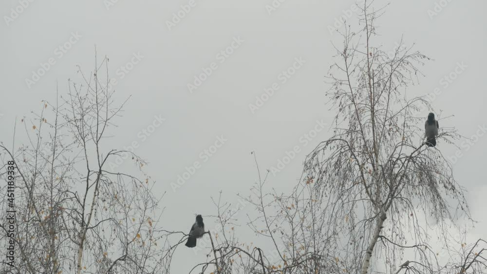 Gothic black raven bird on bare leafless branch, dramatic dark crow on ...