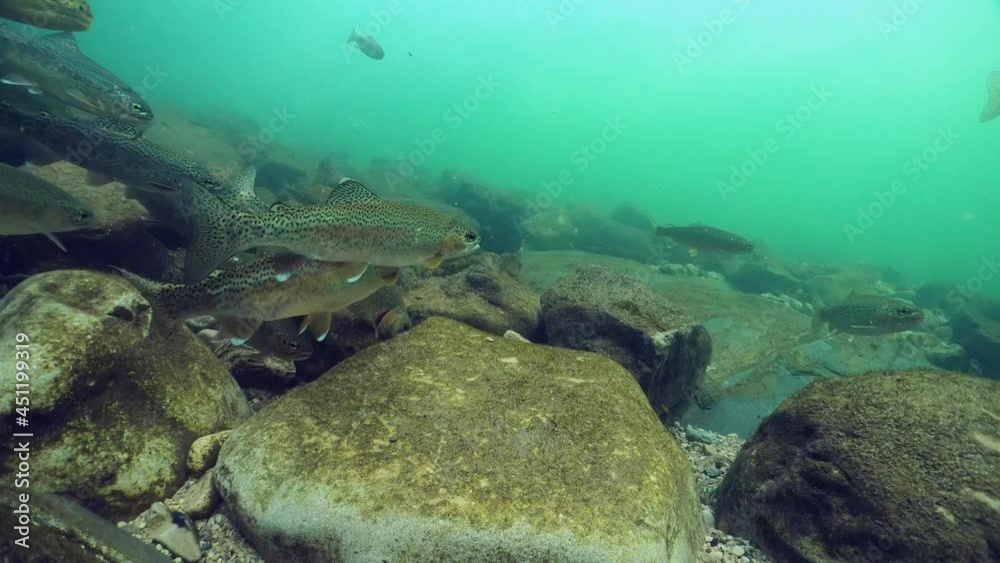 Underwater footage of swimming Rainbow trout, Oncorhynchus mykiss. Big ...