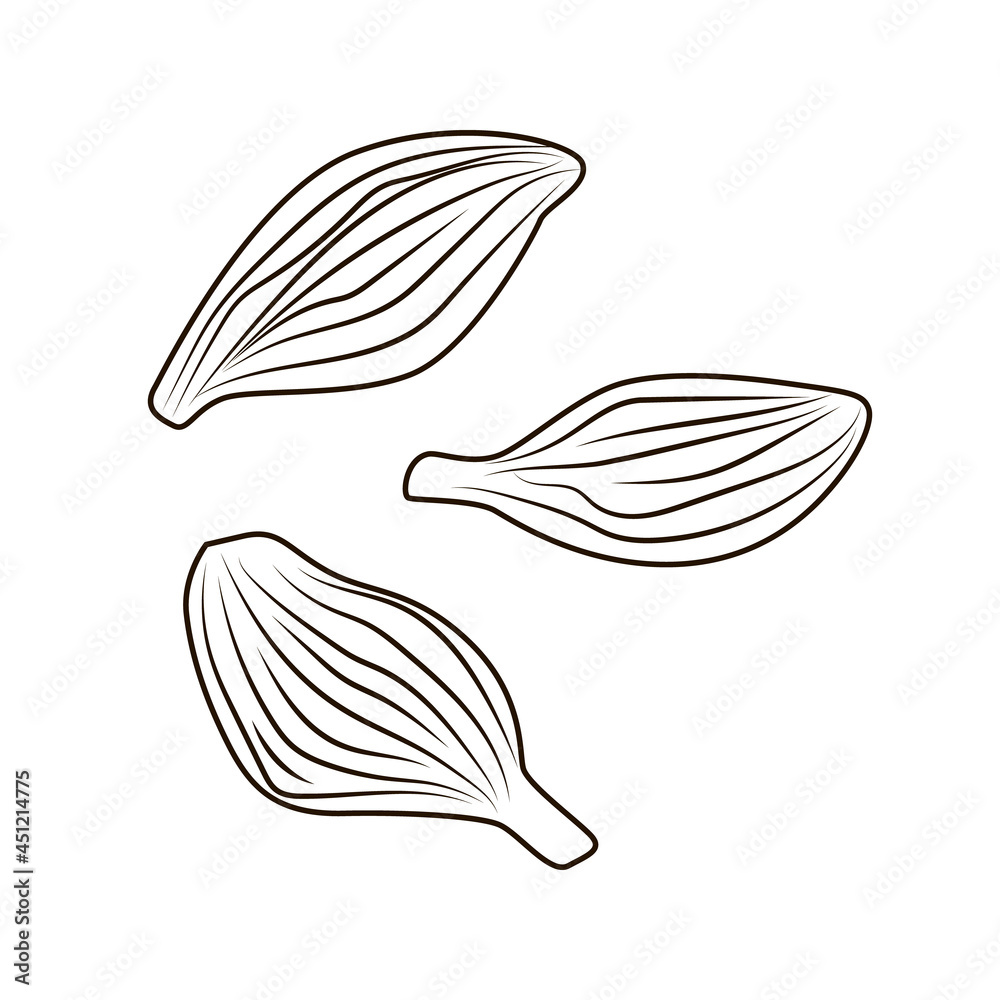 Cardamon in engraved style isolated on white background. Vintage sketch ...
