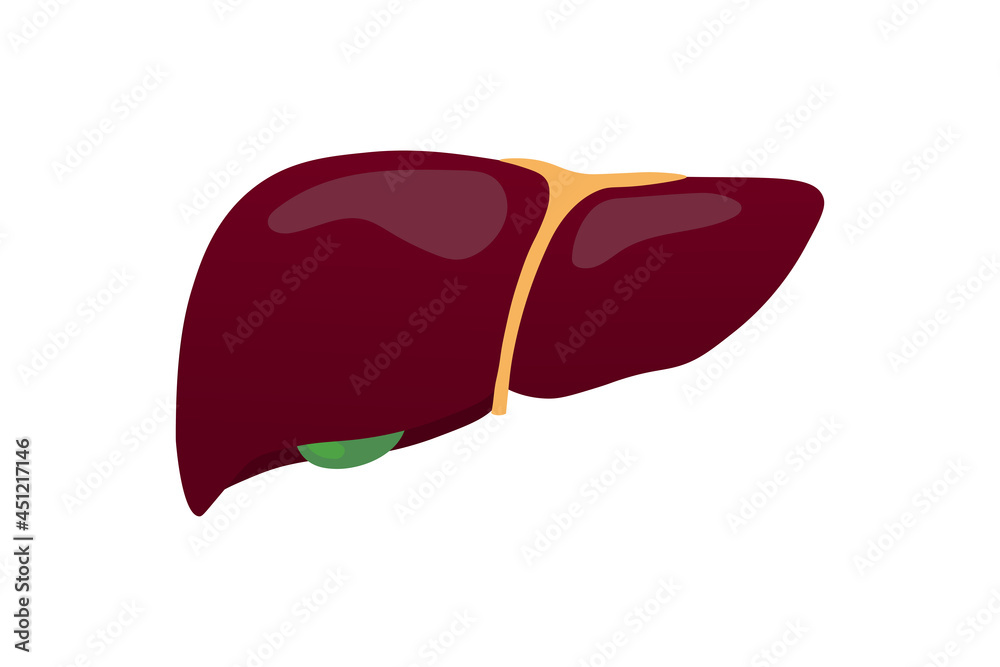 Human liver vector. Digestive organ. Medical education. Stock Vector ...