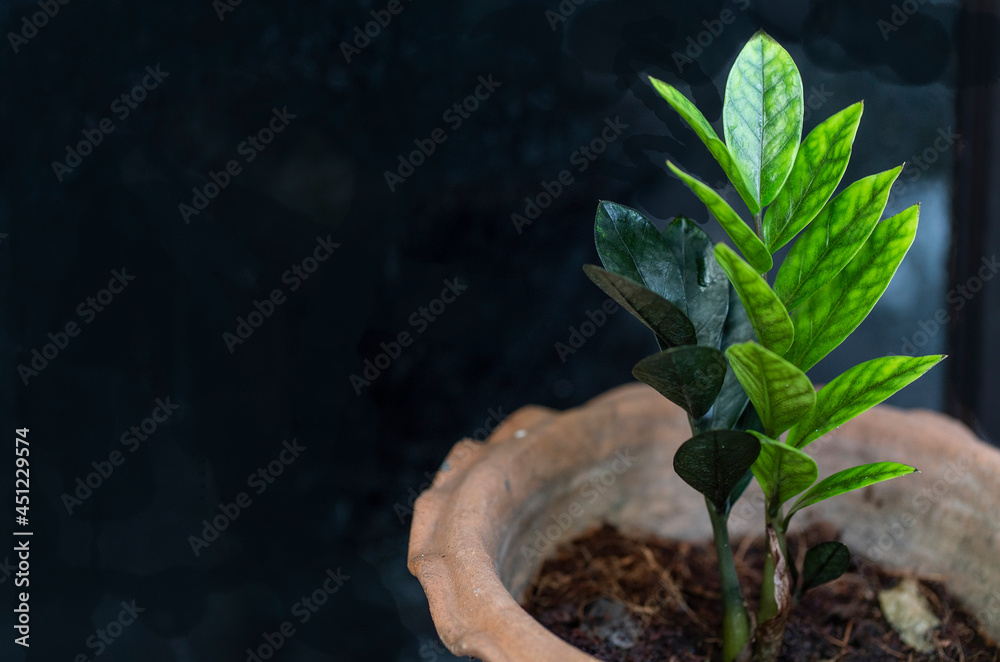 The black emerald kavat tree, an air purifying tree, is set up in the ...