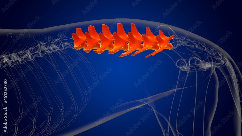 Lumbar Vertebrae Bones Dog skeleton Anatomy For Medical Concept 3D ...