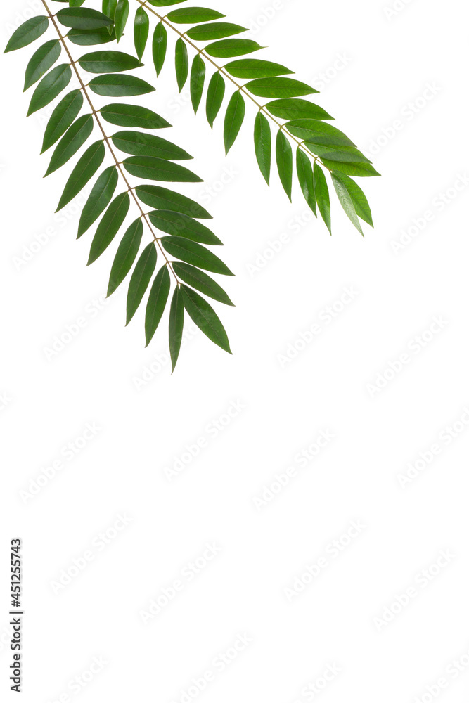 green leaf is attached to the stem of the leaf. pinnately compound ...