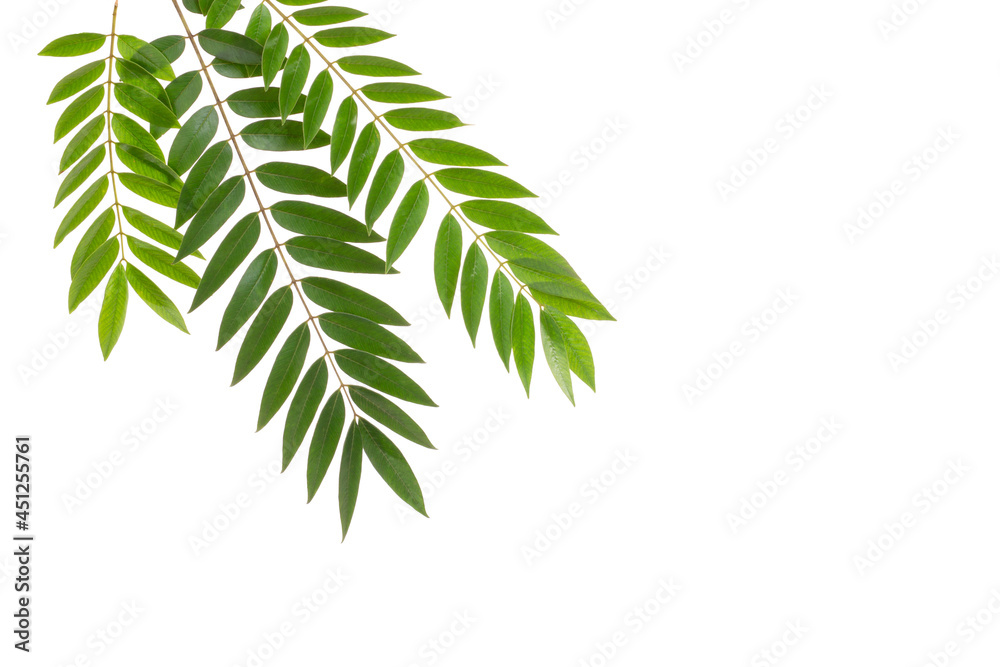 green leaf is attached to the stem of the leaf. pinnately compound ...