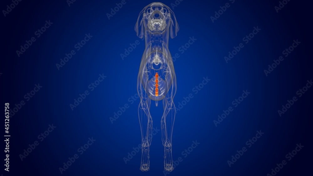 Sternum Bones Dog skeleton Anatomy For Medical Concept 3D Stock ...